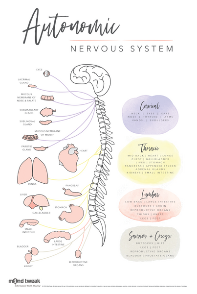 1. Mid Modern Autonomic Nervous System - MIND TWEAK
